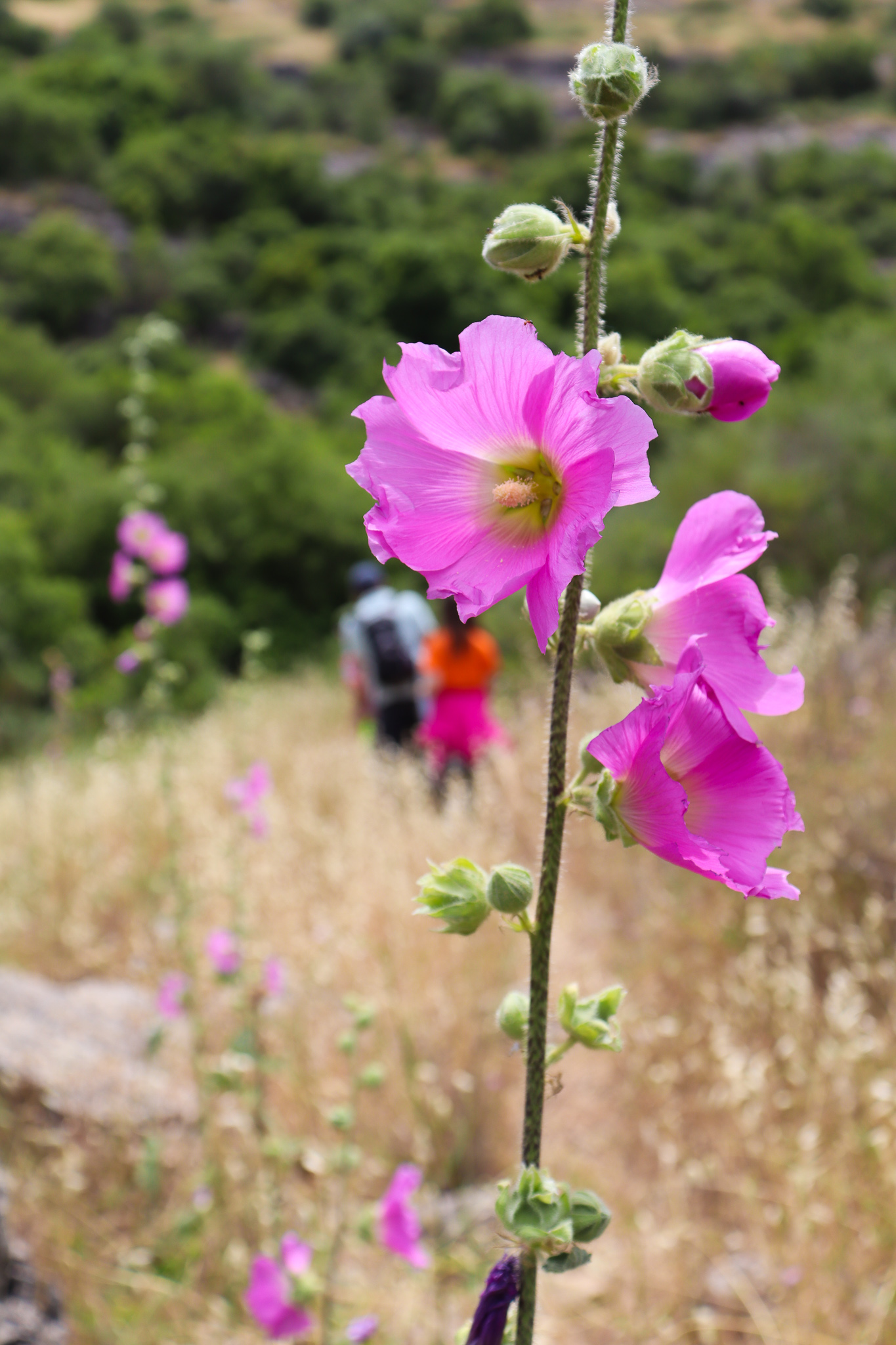 Israel Nature Photos - Bring Israel into Your Home - Hiking the Holyland