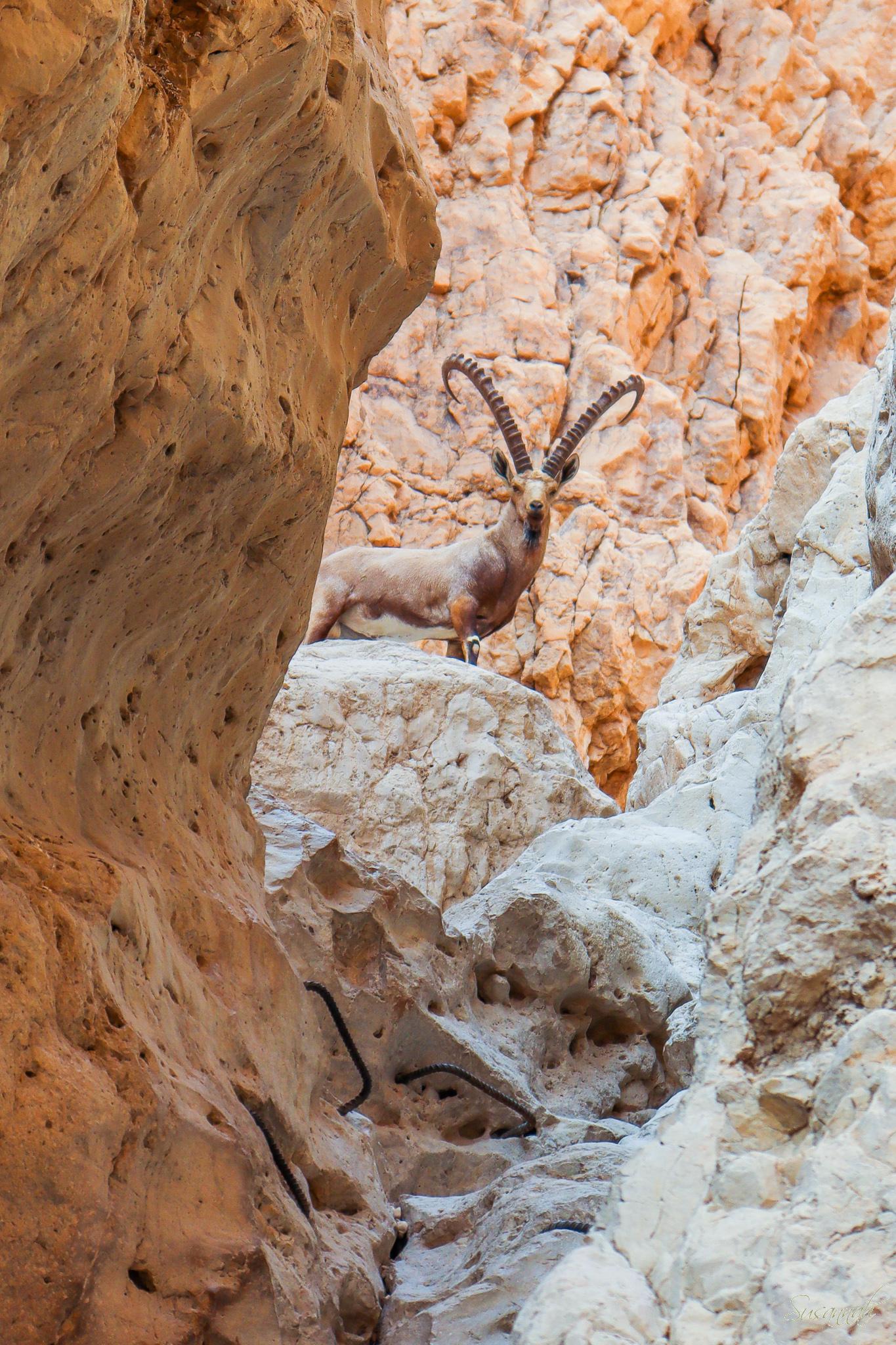 Israel Nature Photos - Bring Israel into Your Home - Hiking the Holyland